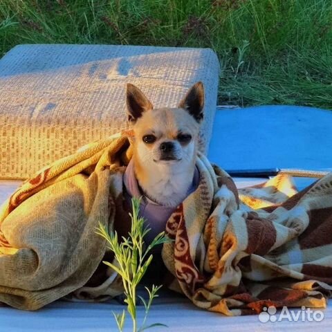 Вязка чихуахуа