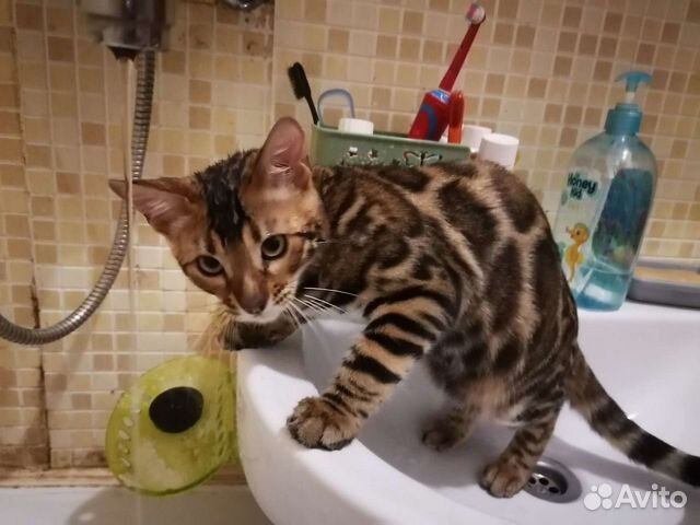 Бенгальская кошечка