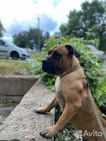 Южноафриканский бурбуль вязка