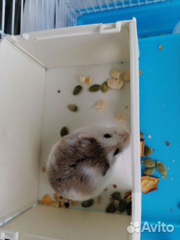 Хомяк роборовского