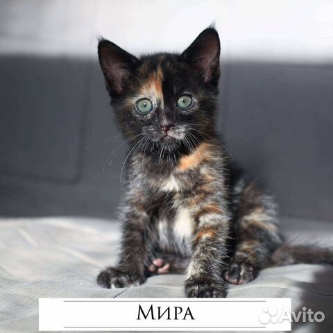 Котенок девочка пестрая черепаховая