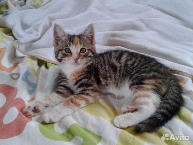 Кошка