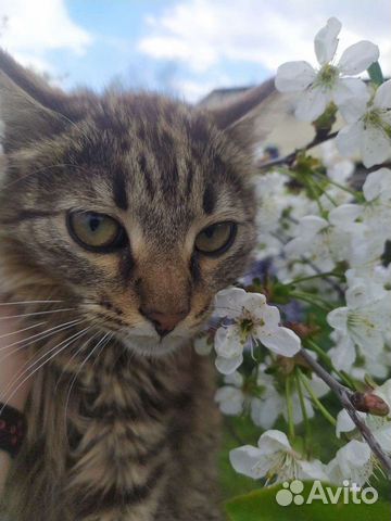 Потерялся котик