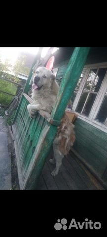 Смесь Алабай Сербернар