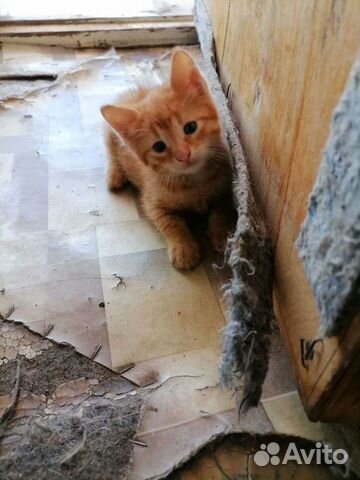 Котенок в добрые руки