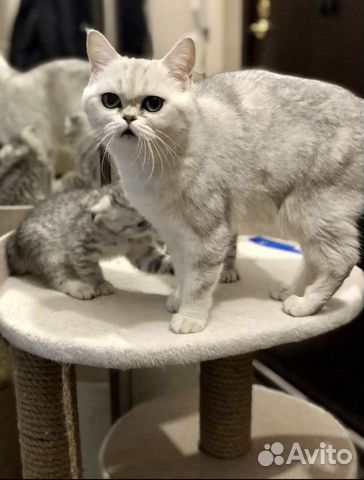 Шотландские котята