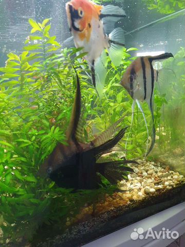 Аквариумные рыбки бесплатно