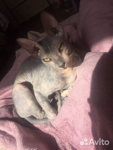 Донской сфинкс