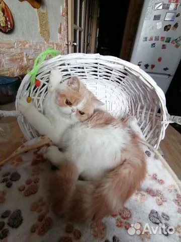 Экзотические котята