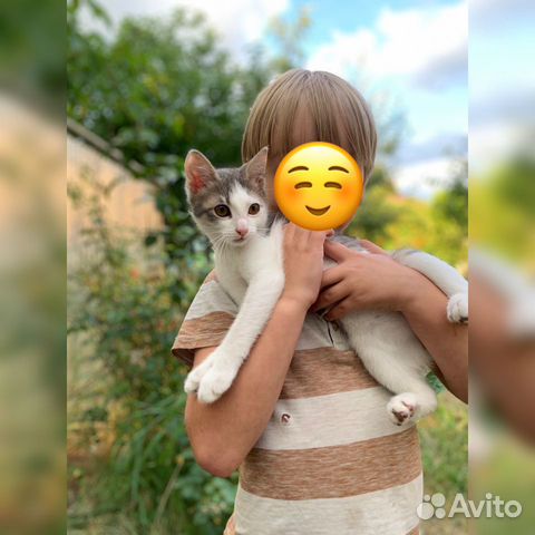 Котёнок 3 мес, мальчик