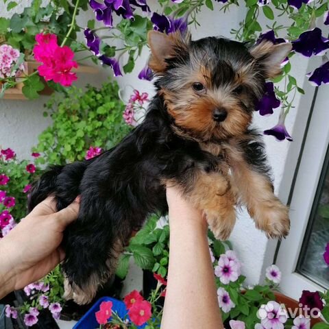 Йоркширский терьер щенки