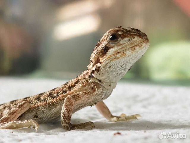 Бородатая агама, малыши