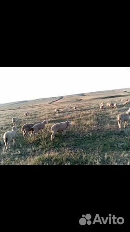 Бараны(волужки) на мясо