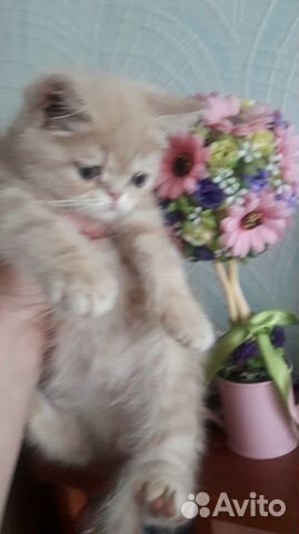 Котенок экзот мальчик.маленькое прикольное солнышк