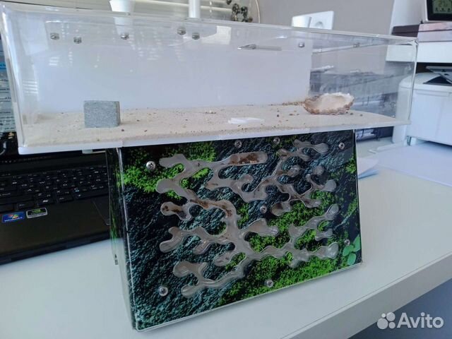 Муравьиная ферма с муравьями