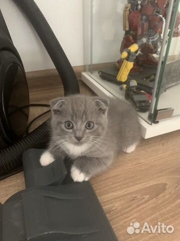 Шотландские веслоухие котята