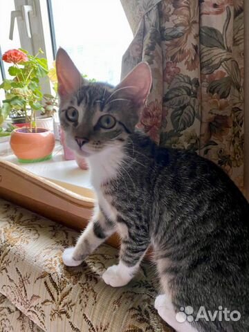 Малышка Тигруля