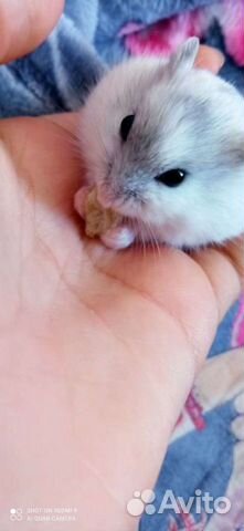 Джунгарский хомяк бесплатно