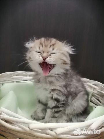 Котята шотландцы чистокровные