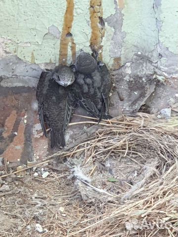 Отдам в добрые руки птенцов