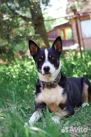 Некрупный пес с огромным сердцем в добрые руки