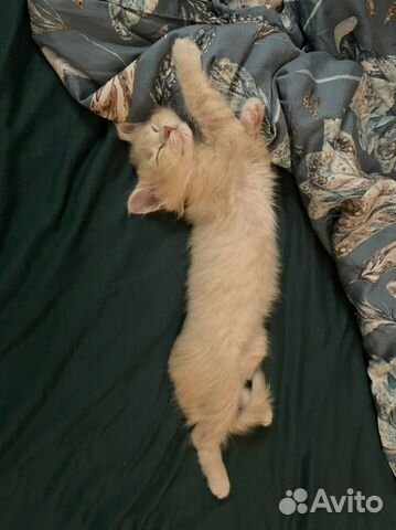 Сибирский котенок Джули 3 месяца