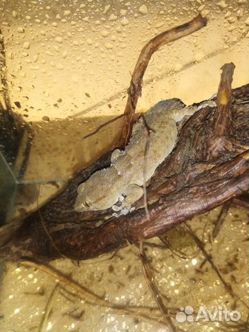 Кольчатый стенной геккон