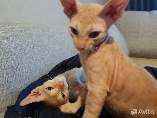 Котенок сфинкс браш