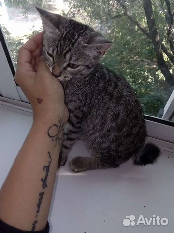 Кот породы пиксибоб