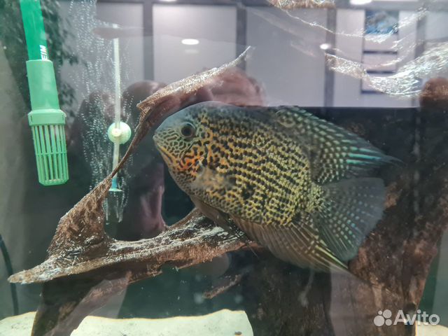 Северум Гаянский