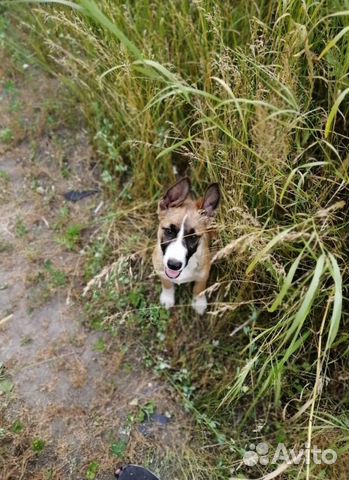 Щенок,метис бордер- колли в добрые руки