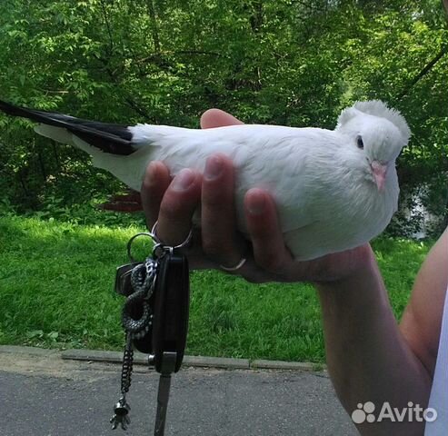 Продажа бакинских голубь