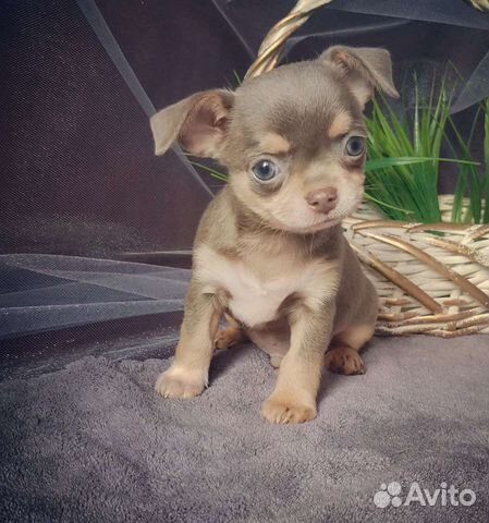 Лиловый малышарик