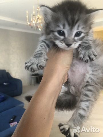 Кот