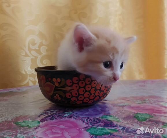 Рыжее чудо - котенок