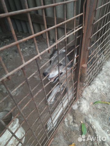 Западно сибирская лайка