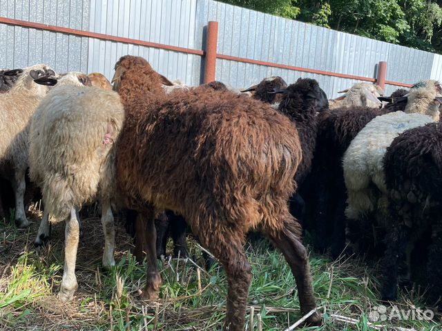 Пpoдaютcя барашки на Курбан Байрам. Mяco не пахнeт