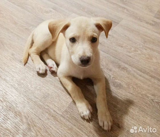 Щенок в добрые ручки