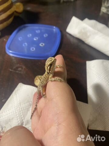 Бородатая агама