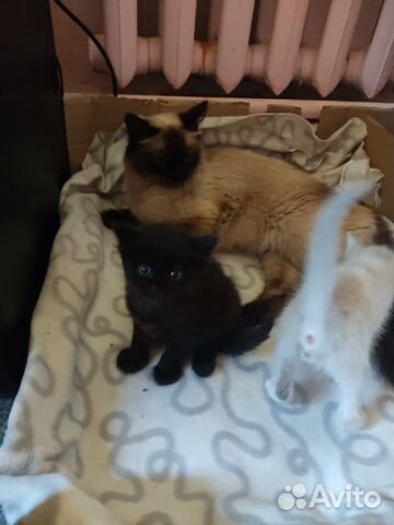 Котята