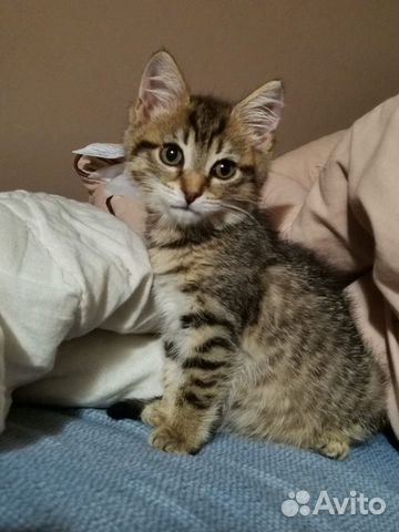 Котенок Девочка «Кукла»