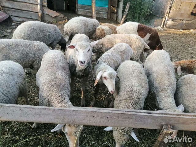 Овцы скотные