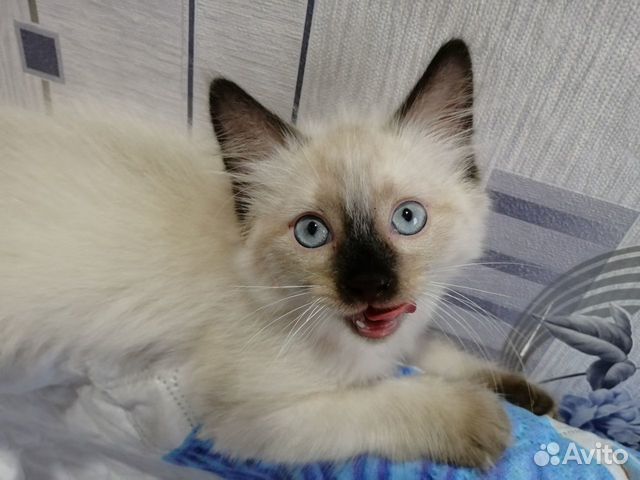 Котята Невская Маскарадная