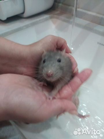 Крыска голубая