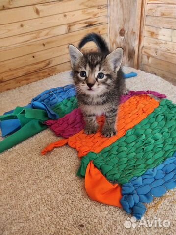 Котик на счастье Я ищу своего хозяина. Хочу привне