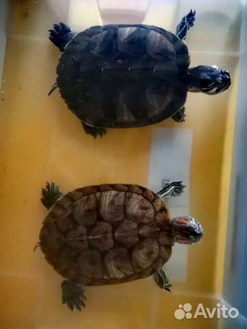 Черепаха пресноводная - отдаю бесплатно