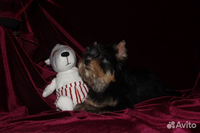 Девчоночки