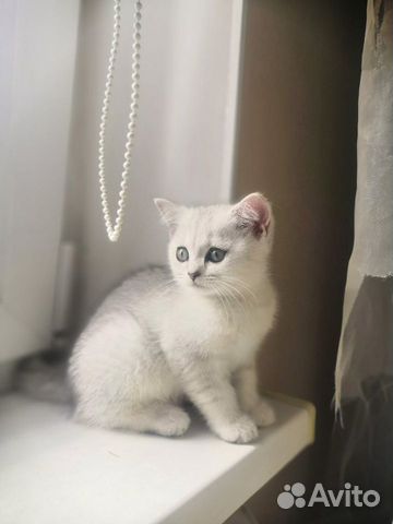 Чистокровные шотландцы