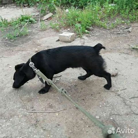 Песик небольшого размера