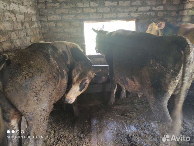 Бычки домашние